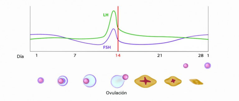 ¿cómo Funcionan Los Test De Ovulación