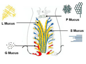 ¿QUÉ ES EL MOCO CERVICAL Y CÓMO RECONOCERLO?
